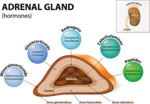 Adrenal Insufficiency: Symptoms, Causes & Treatment Guide